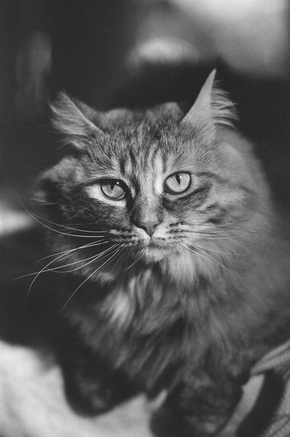ISO in film photography: Everything you need to know about sensitivity ...